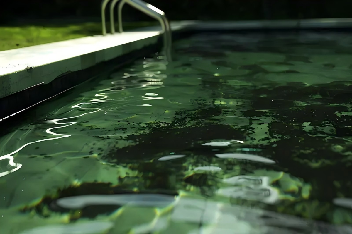 Quick Fixes and Long-Term Solutions for Black Algae in Pools – Beatbot EU
